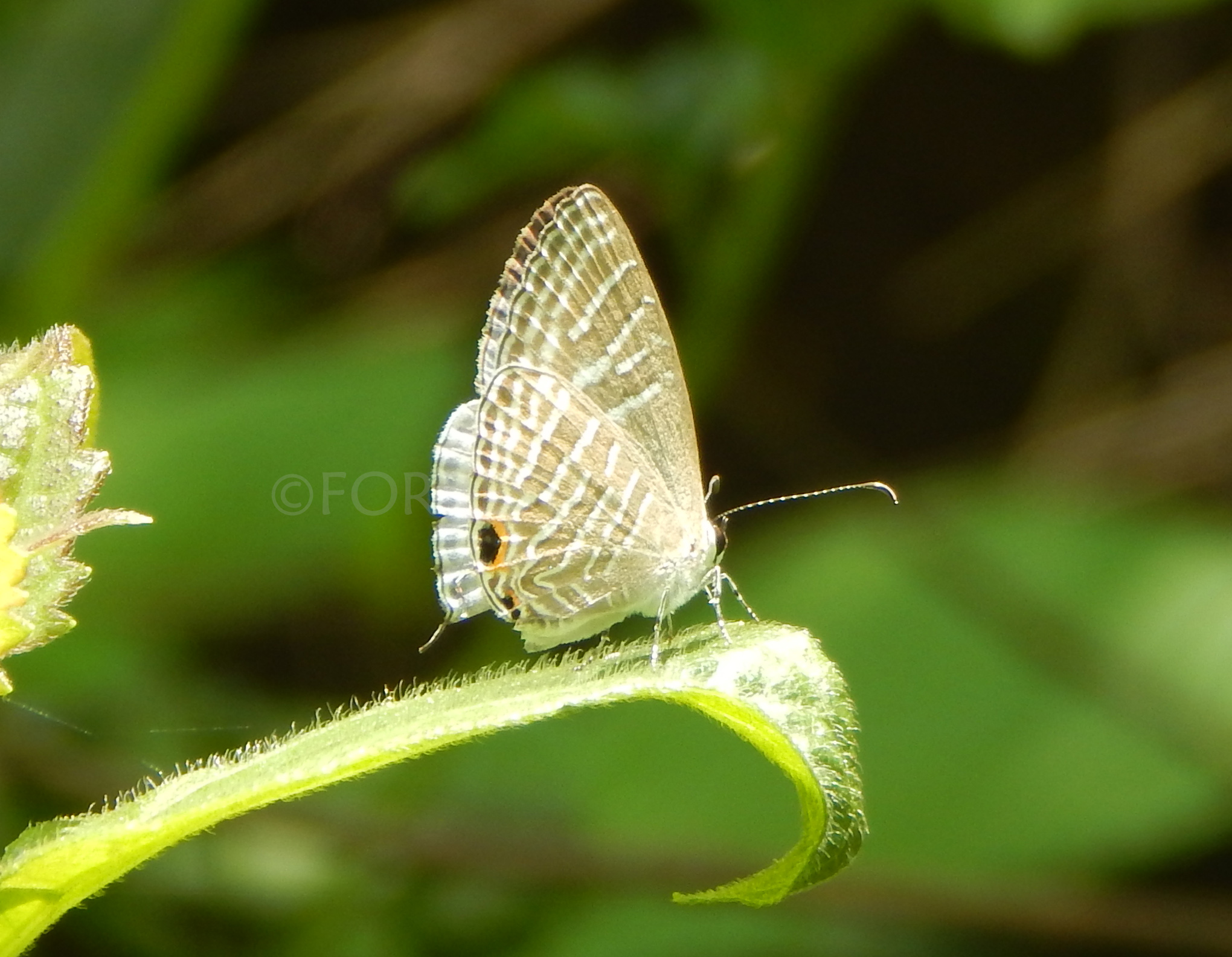 Butterflies Flutterbies | FORREST